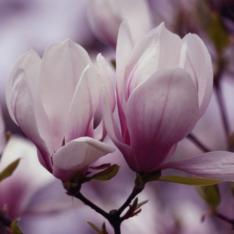 Yönetim Kurulu - Manolya Evleri